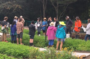 Permaculture, organic market garden, sustainable education | Pakaraka ...